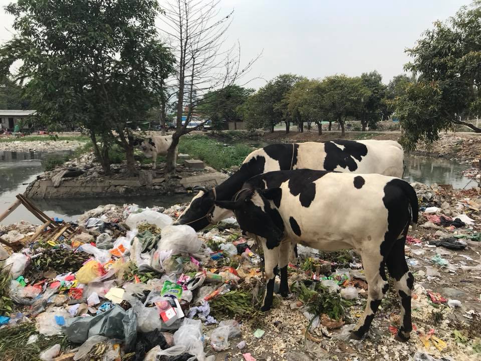 Cows chewing on plastic – Bokashi Myanmar
